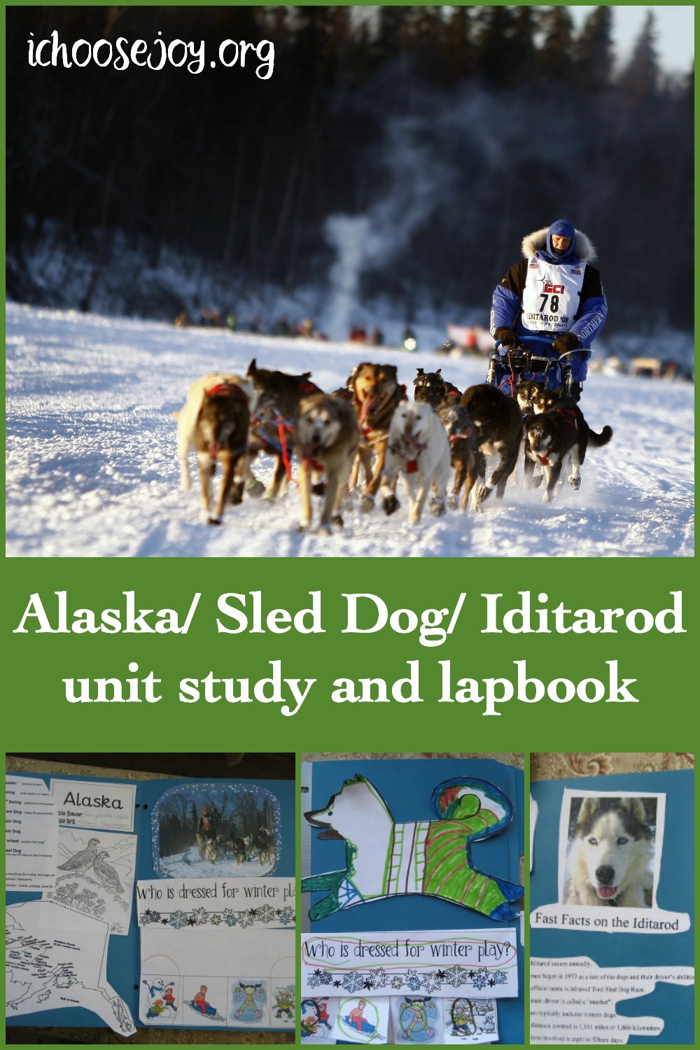 Alaska/ Sled Dog/ Iditarod unit study and lapbook
