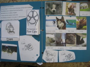Alaska/ Sled Dog/ Iditarod unit study and lapbook