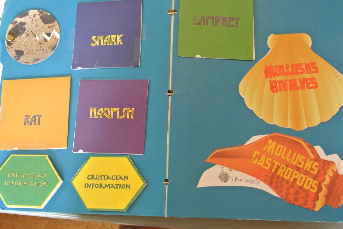 Apologia Swimming Creatures Final Post