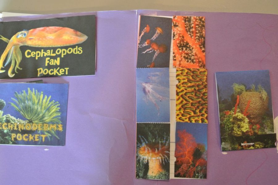 Apologia Swimming Creatures Final Post