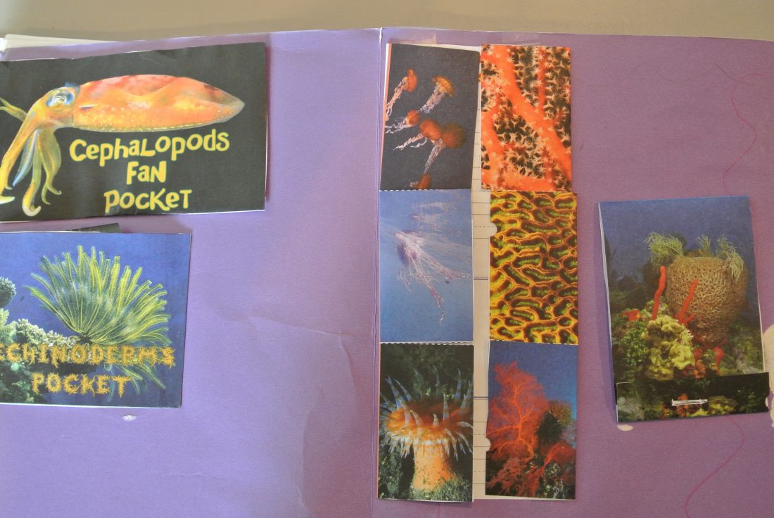 Apologia Swimming Creatures Final Post