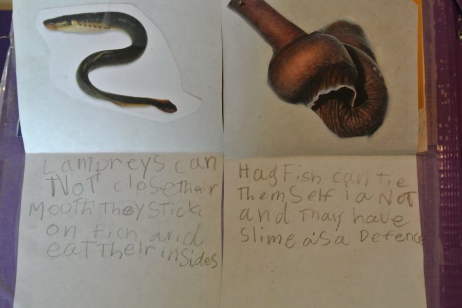 Apologia Swimming Creatures Final Post