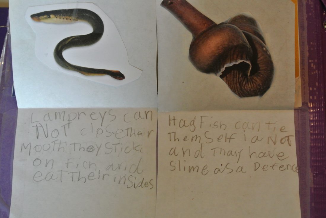 Apologia Swimming Creatures Final Post