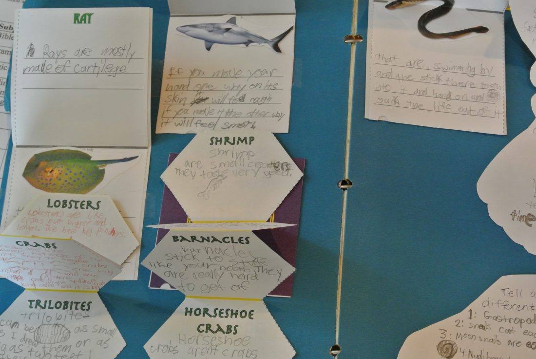 Apologia Swimming Creatures Final Post