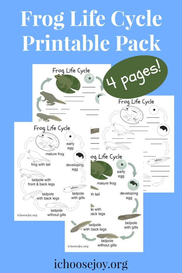 Frog Life Cycle Printable Set