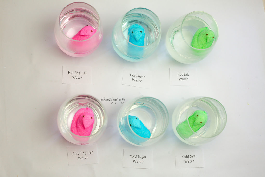 Dissolving Peeps Experiment: STEM Activity for Eastertime