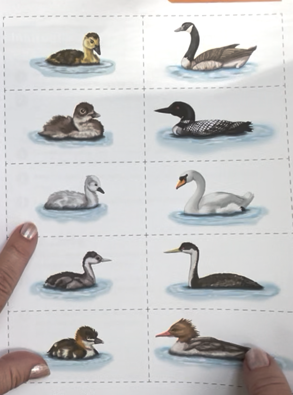 Review of Birds of a Feather Activity Book from All About Learning Press
