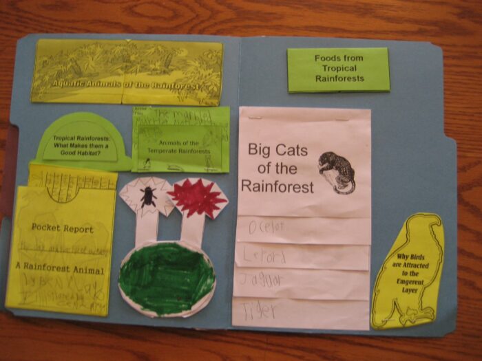 Pictures of Rainforest lapbook and unit study